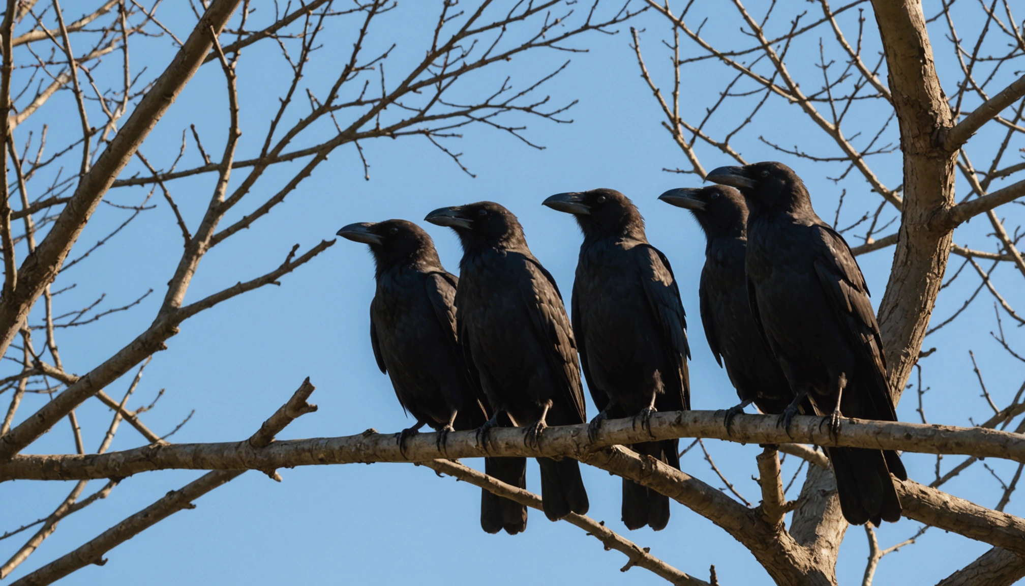 Corbeaux : Réglementations et droits des oiseaux fascinants
